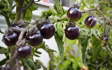 Tomate azul, beneficios y usos en la cocina - Recetas de Cocina Casera